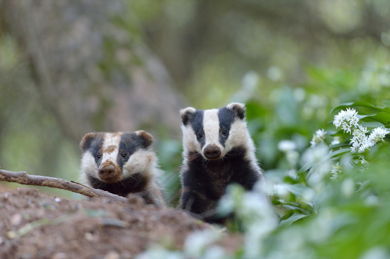 Two Badgers – Well Water