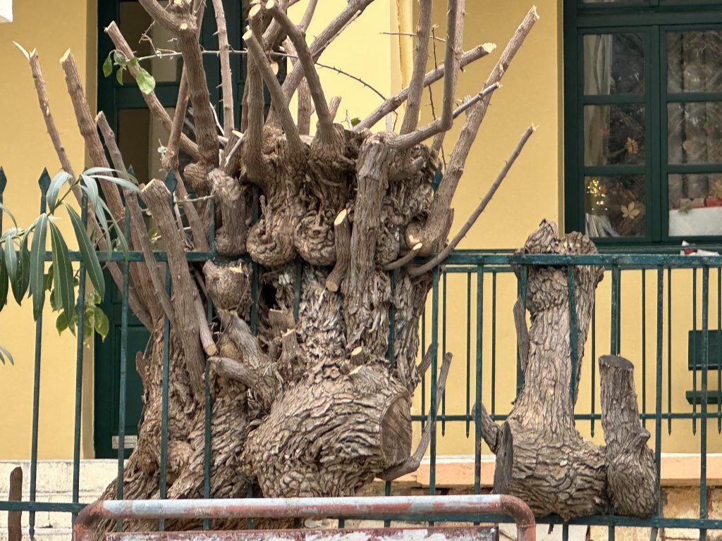 Pigeon Toes – Well Water