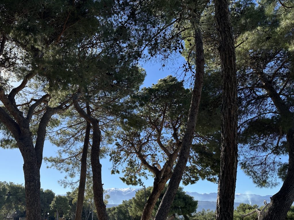 Pigeon Toes – Well Water