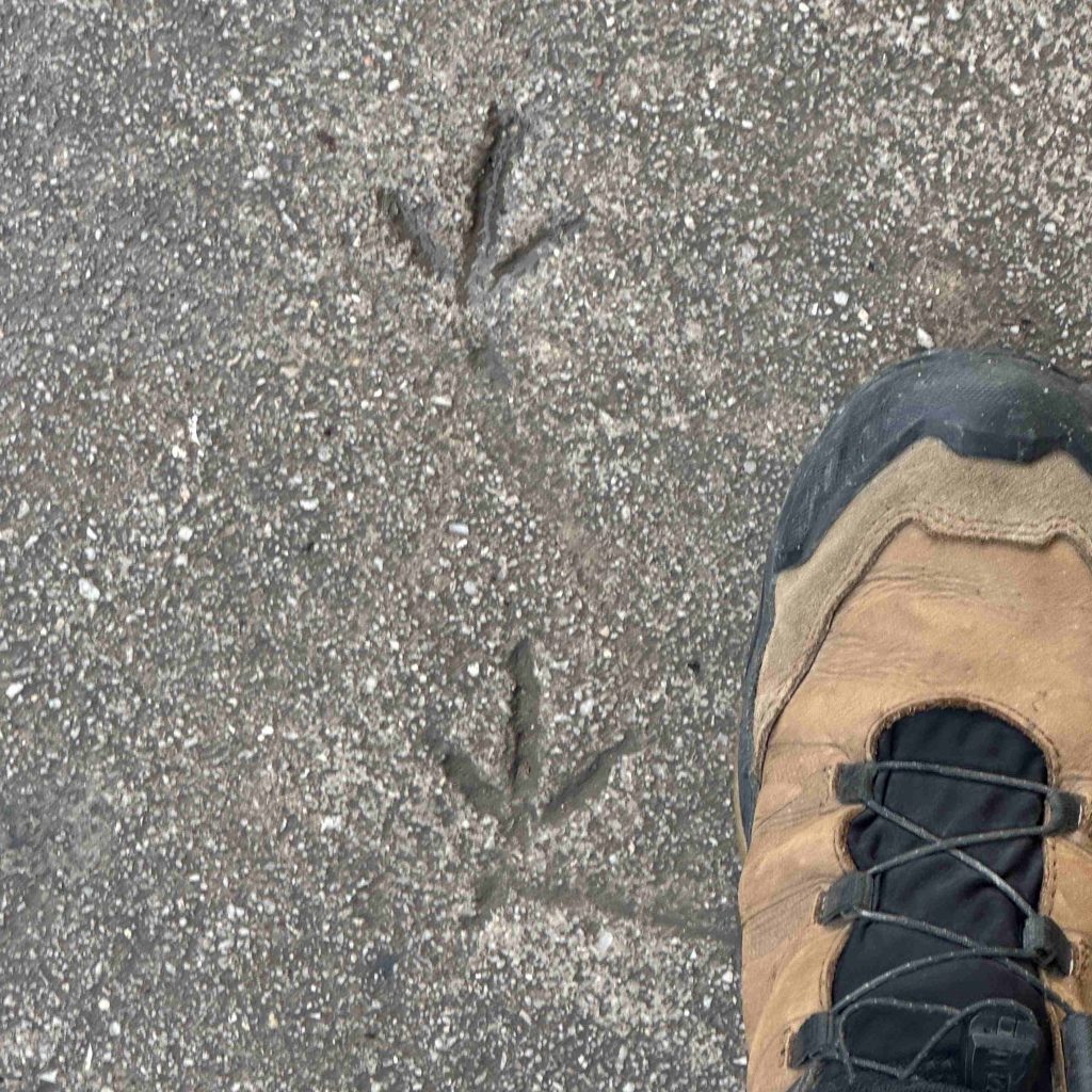 Pigeon Toes – Well Water